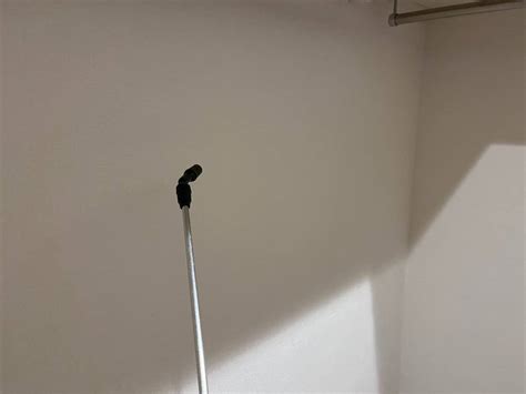 杉並区 消臭脱臭作業 害虫害獣駆除のご依頼をお考えの方に役立つ情報を発信 八王子を中心に害虫駆除などを承る株式会社OK建物管理