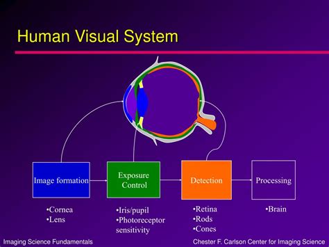 PPT The Human Visual System PowerPoint Presentation Free Download ID 1367848