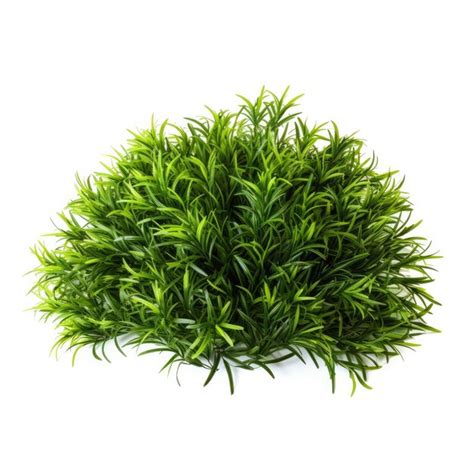 Premium Ai Image Grass Bush Isolated Illustration Ai Generativexa