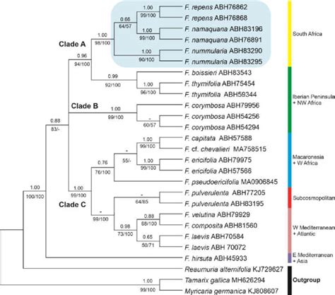 Maximum Likelihood Ml Phylogenetic Tree Of Frankenia Accessions From