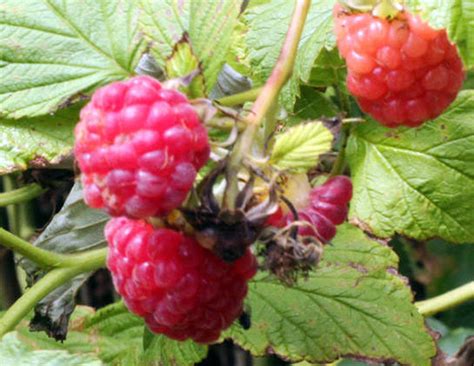 Raspberry Canes Grow Malling Jewel Raspberries