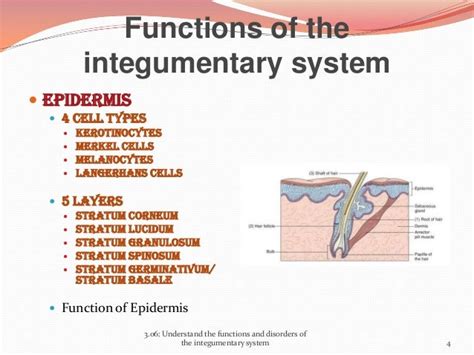 Functions And Disorders Of The Integumentary System