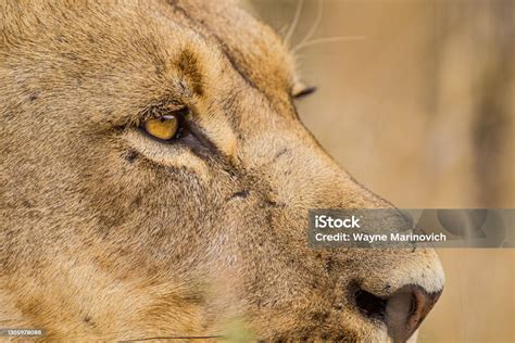 나무 밑에 누워있는 어린 사자의 가까이 갈고리 발톱에 대한 스톡 사진 및 기타 이미지 갈고리 발톱 갈기 관광 Istock