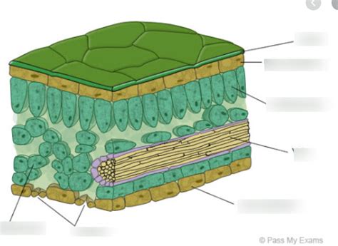 Cells And Control Unit 2 Plant Structures And Their Functions Unit 6
