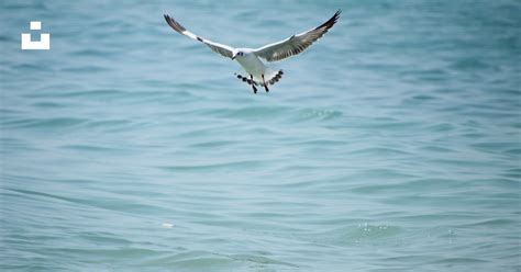 물 위를 날아다니는 갈매기 사진 Unsplash의 무료 갈매기 이미지 물 위를 날아다니는 갈매기 사진 Unsplash의 무료 갈매기 이미지