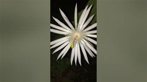 කලාතුරකින් ඔබට දක්නට ලැබෙන කඩුපුල් මල්…🌸 Youtube