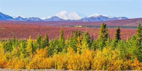 Flickriver Photoset Mount Denali Mckinley National Park Alaskan