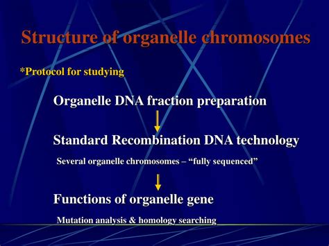 PPT Chapter 21 Extranuclear Genes PowerPoint Presentation Free Download ID 597492