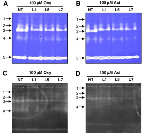 Identification Of SOD A B And APX C D Isoforms In Nontransgenic Download Scientific