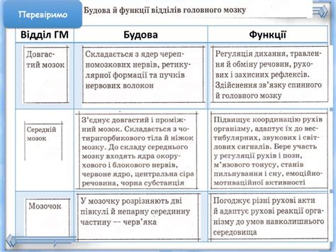 Будова і функції головного мозку презентация онлайн