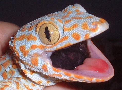 Do Tokay Geckos Bite