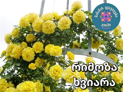 🌿🥀🌿 იჩქარეთ‼ულამაზესი ხვიარა და მანანას ყვავილები გორში