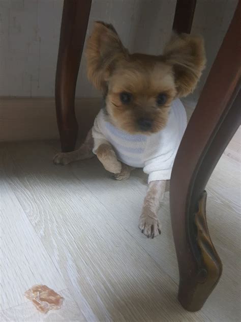 귀여운 소형견요크셔테리어 성격과 훈련 네이버 블로그