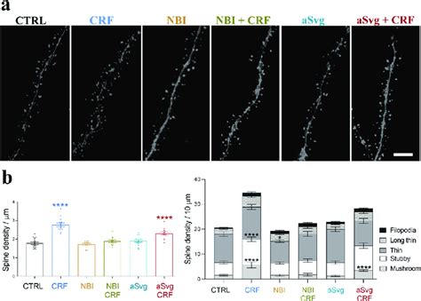 Short Term Crf Application Increases Pyramidal Cell Spine Density And Download Scientific