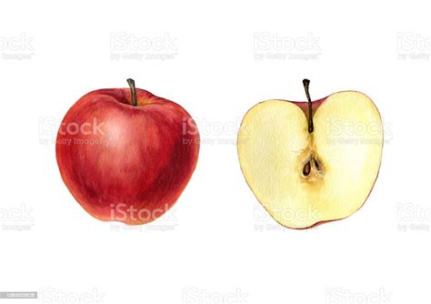 Watercolor Drawing Apple Stock Illustration Download Image Now