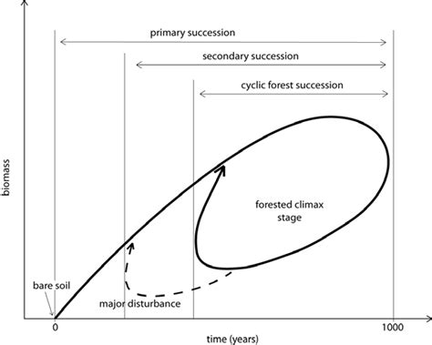 Scheme Of A Primary Succession From Bare Ground To A Climax Forest