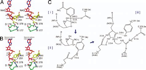 Mechanism Of Sn Adp Ribosylation Based On The Strain Alleviation Download Scientific Diagram