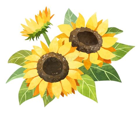 Watercolor Sunflower Bouquet Isolated On White Sunflower Wedding