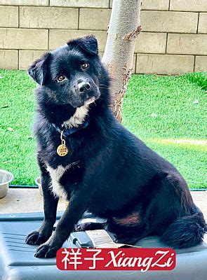 Van Nuys Ca Lancashire Heeler Schipperke Meet Xiangzi A Pet For Adoption Adoptapet Com