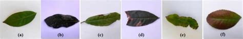 Figure 1 From Classification Of Tea Leaf Disease Using Convolutional