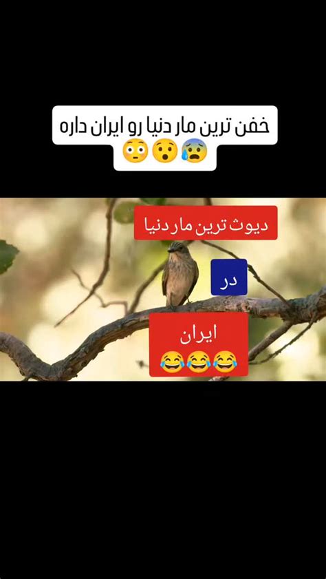 Pat And Mat ‎ 😂😂😂 پسر دختر زندگیشاد خانواده کلیپشاد‎ Instagram