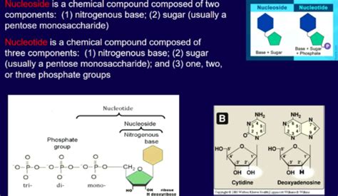 Biochem Block Nucleotide Metabolism Flashcards Quizlet
