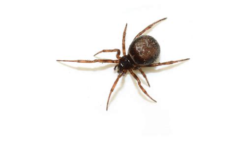 Size Up Your Spider Skills Pest Management Professional
