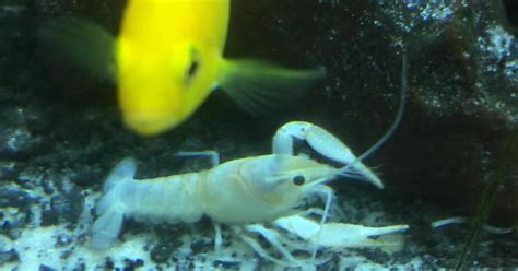 Crayz Album On Imgur