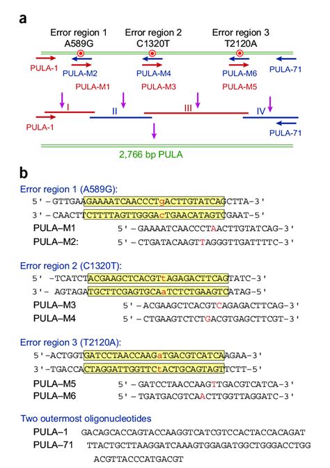 Schematic Representation Of Oe Pcr Mediated Error Correction Of The