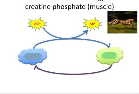 What Is The Function Of Creatine Phosphate Quizlet At Lucille Minor Blog