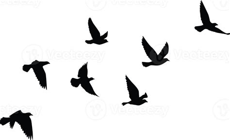 Birds Png Pngs For Free Download
