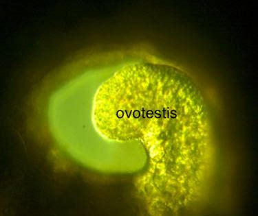 Ovotestis Alchetron The Free Social Encyclopedia