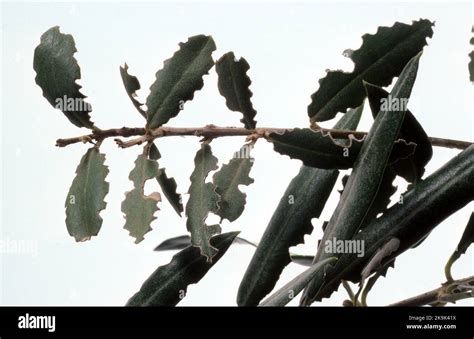 Black Vine Weevil Otiorhynchus Sulcatus Damage To Olive Tree Stock