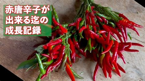 赤唐辛子が出きる迄、半年間の成長記録です。 Youtube
