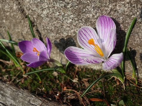 크로커스 크로커스가 꽃 피다 용인 로사의 집