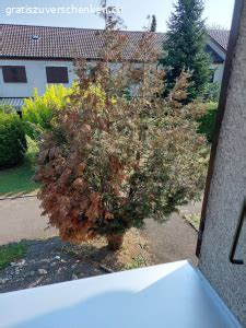Brennholz Garten And Handwerk Gratis Zu Verschenken