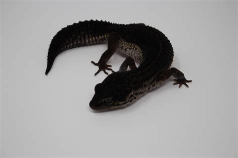 Are Black Leopard Geckos Rare