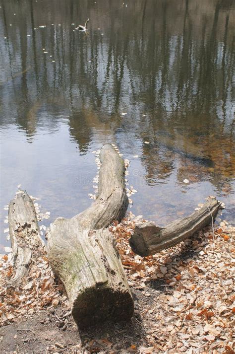 Fallen Tree Trunk In The Water Stock Photo Image Of Wilderness Shore