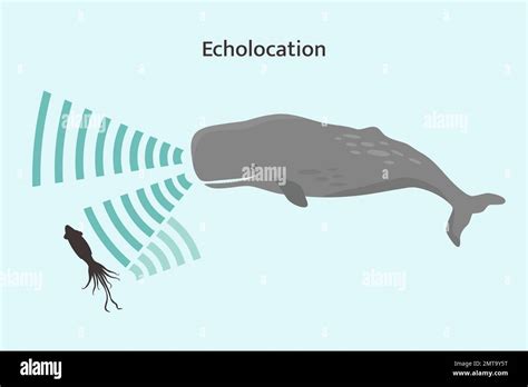 Whale Echolocation Infographic Sperm Whale Using Biosonar To Locate