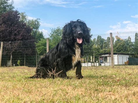 Working Cocker Wish Di San Maurelio Cocker Face