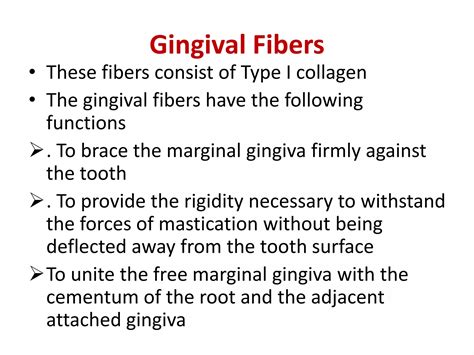 Gingival Connective Tissue Pptx