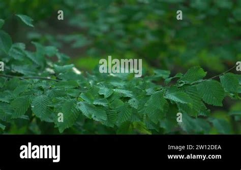 Unity Trees Stock Videos And Footage Hd And 4k Video Clips Alamy