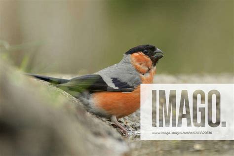 Gimpel Gimpel Beim Trinken Drinking