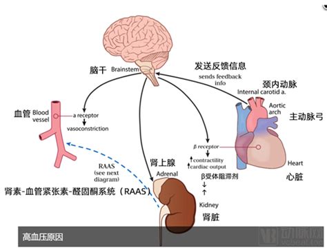 FDA连批三个突破性设备美敦力折戟的高血压治疗起死回生 凤凰网