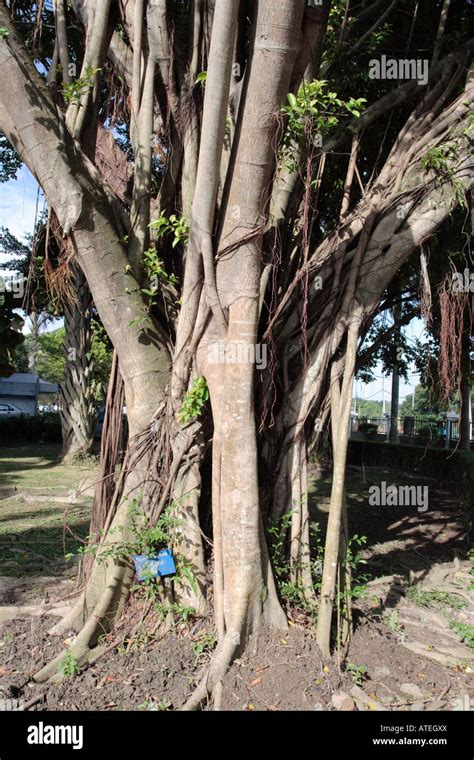 Tree Branches Roots Growing From Hi Res Stock Photography And Images Alamy