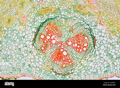 Plant Root Cross Section Microscope Hi Res Stock Photography And Images Alamy