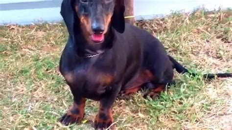 Dash Dog Video At Ellen Hannan Blog