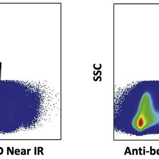 FACS Sorting Gating Strategy Of HIV 1 Specific Bovine B Cells Cow PBMCs