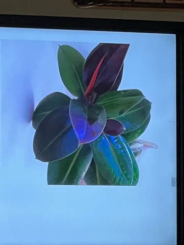 PLANT QUIZ Flashcards Quizlet PLANT QUIZ Flashcards Quizlet