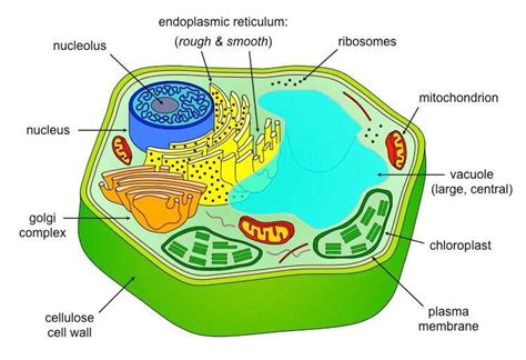 Annotated Diagram Of A Eukaryotic Plant Cell